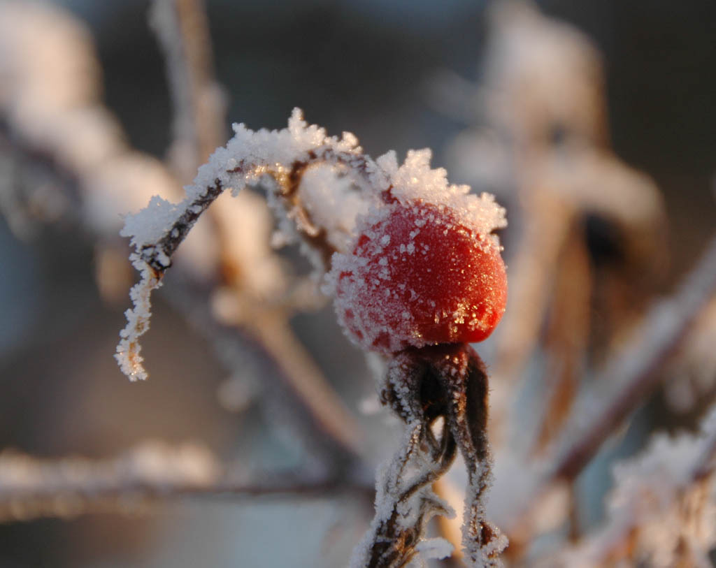 Ny fototävling! - Jul i naturen - Utsidan