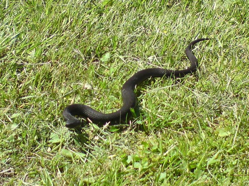 Ormen i paradiset - Friluftsliv - Utsidan