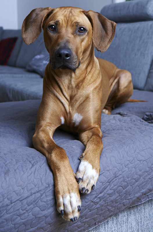 Bild: Friluftspartner Nr. 2 (Nandi) - Utsidan