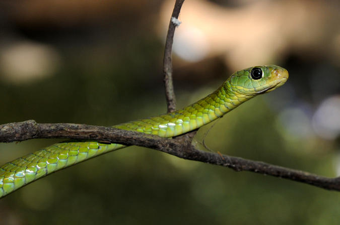 Bild: Grön orm - Utsidan