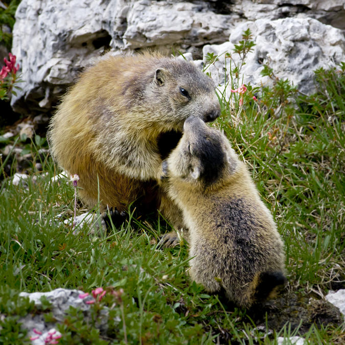 Bild: Murmeldjur, Mamma och baby - Utsidan