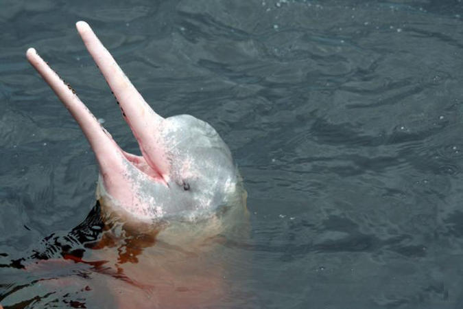Bild: Rosa delfin i amazonas älv - Utsidan